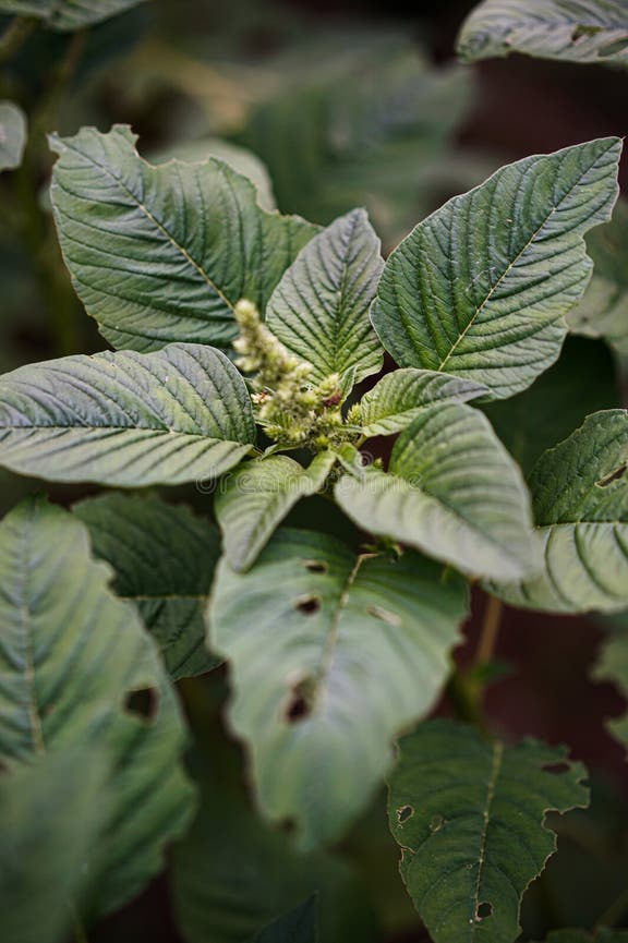 Spinach tree stock photo. Image of produce, green, fruit - 354119444