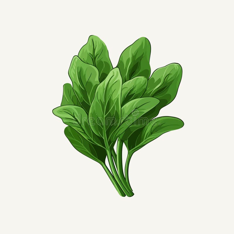 Spinach Vector Flat Minimalistic Isolated Illustration Stock Vector ...