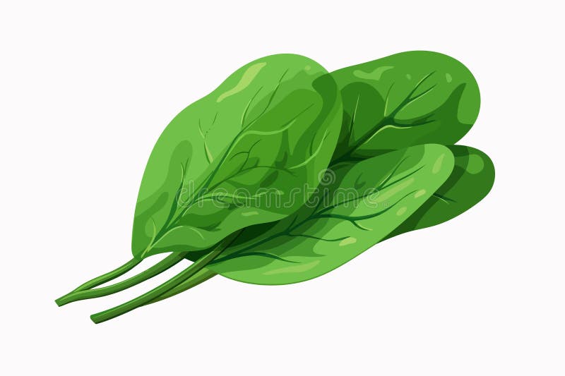 Spinach Vector Flat Minimalistic Isolated Vector Style Illustration ...
