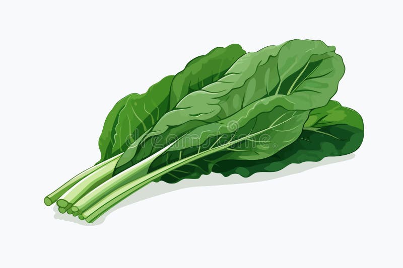 Spinach Vector Flat Minimalistic Isolated Vector Style Illustration ...
