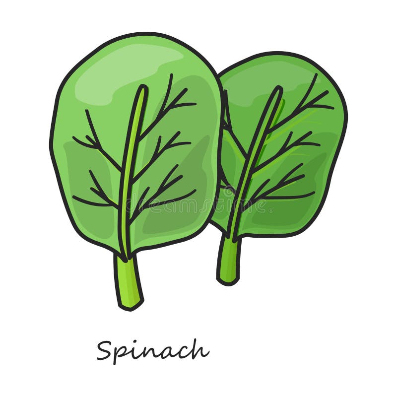Spinach Vector Icon. Color Vector Icon Isolated on White Background ...
