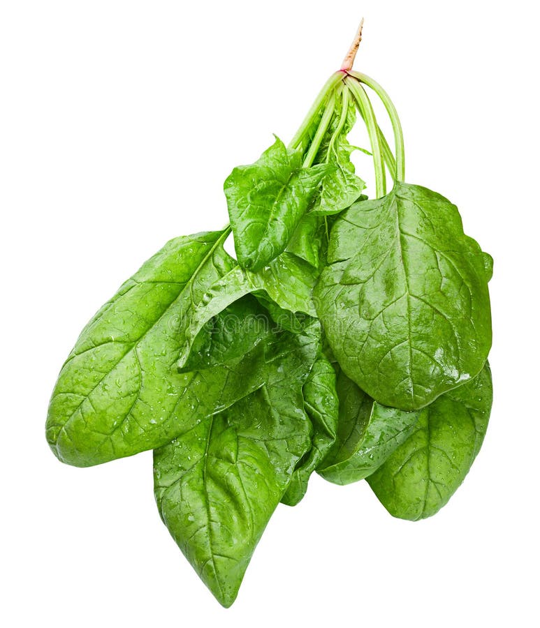 Spinach stock photo. Image of white, botany, close, ingredient - 4470998