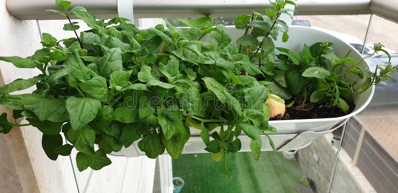 Spinach Vegetable only in the Stock Photo - Image of salad, green ...