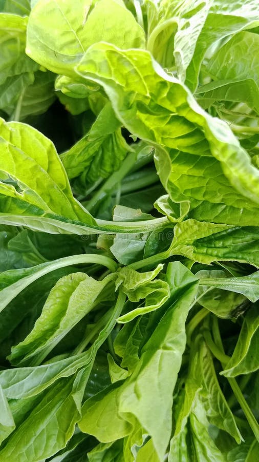 Spinach is Very Green in Color and a Nutritious Vegetable Stock Image ...