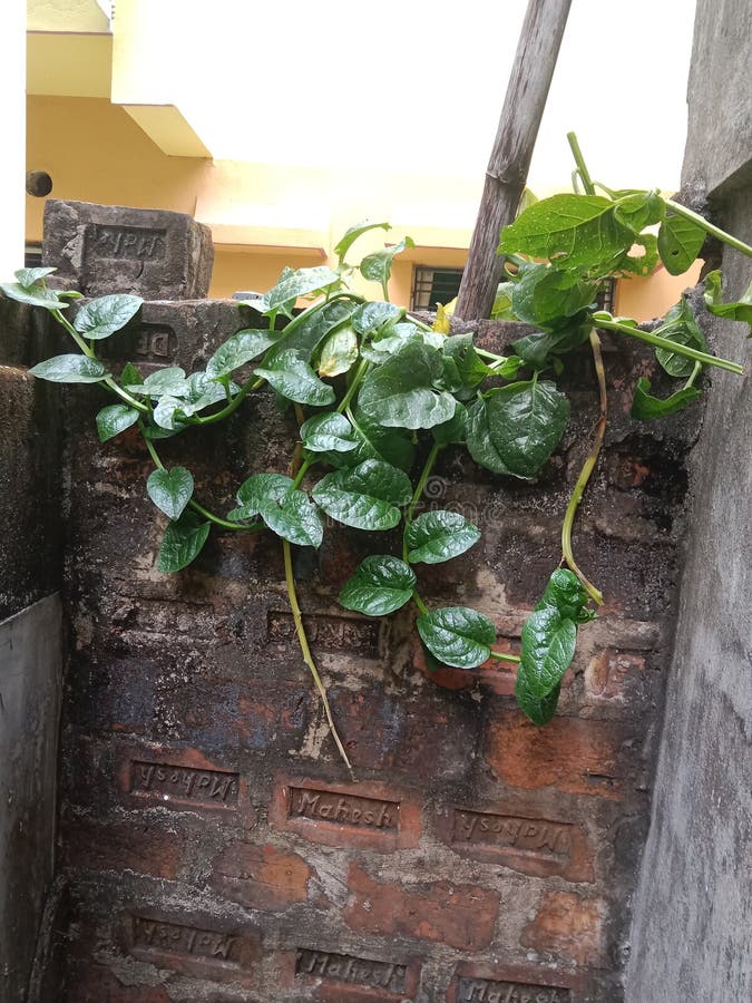 Spinach on the wall stock photo. Image of bricks, food - 247936354