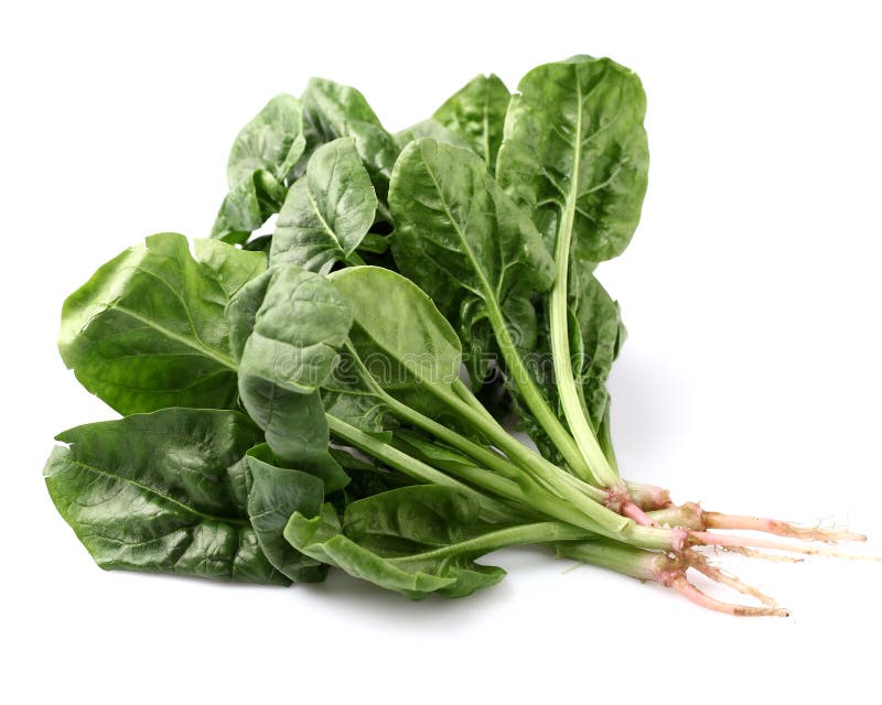 Spinach stock photo. Image of isolated, vegetable, plant - 30040948