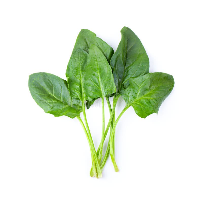 1,220 Single Leaf Spinach Stock Photos - Free & Royalty-Free Stock ...