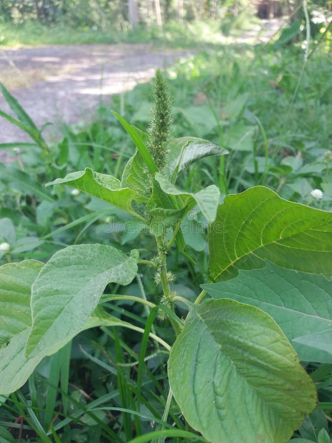 Spinachduri is a Type of Spinach that Can Be Consumed and Also Has Many ...