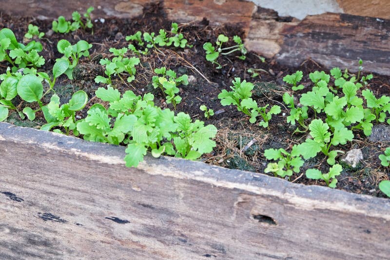 Spinachs in a Brown Wood Plots Stock Image - Image of salad, food: 66447475