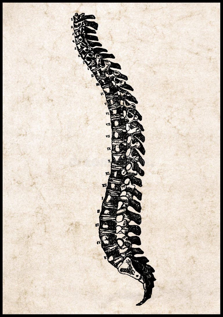 Column Spinal Stock Illustrations – 4,696 Column Spinal Stock ...