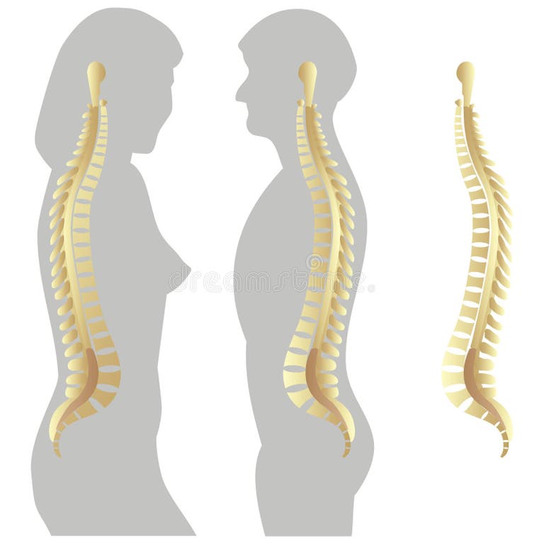 Column Spinal Stock Illustrations – 5,581 Column Spinal Stock ...