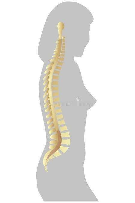 Column Spinal Stock Illustrations – 5,581 Column Spinal Stock ...