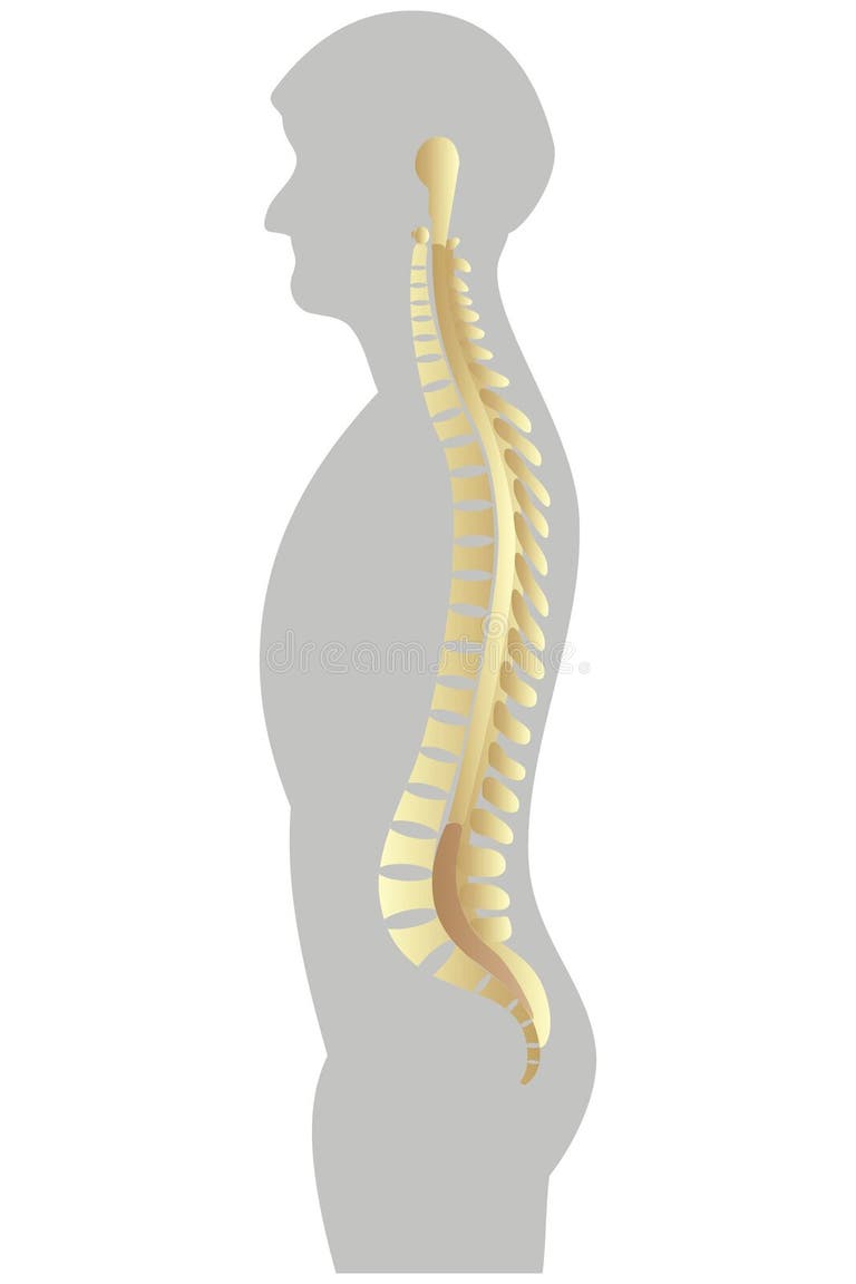 Column Spinal Stock Illustrations – 4,696 Column Spinal Stock ...