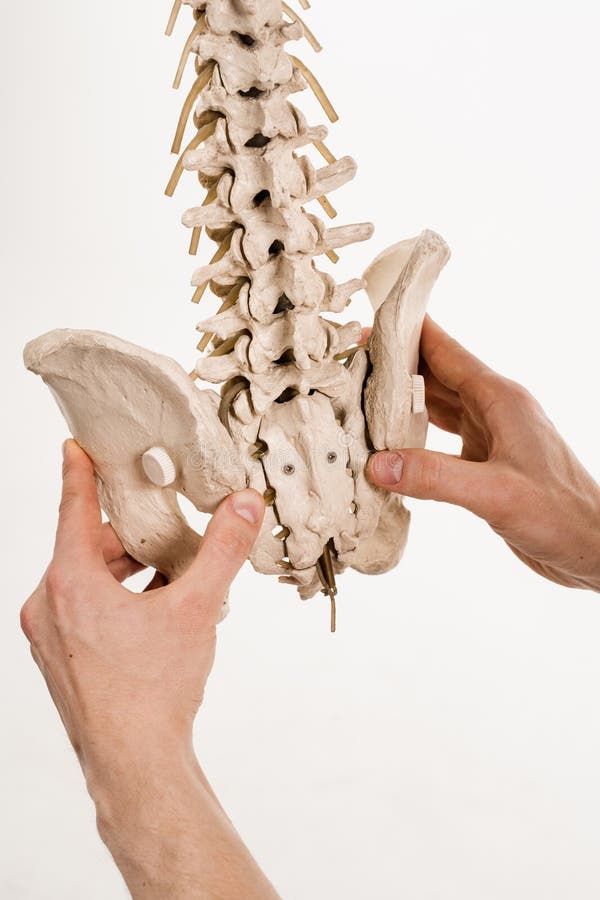 Spinal Segments Stock Photos - Free & Royalty-Free Stock Photos from ...