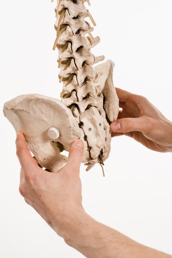 Spinal Column Encloses the Spinal Cord and Fluid Surrounding Spinal ...