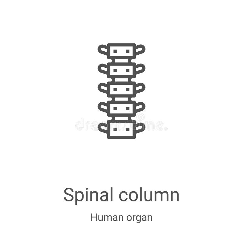 Spinal Column Icon Vector from Human Organ Collection. Thin Line Spinal ...