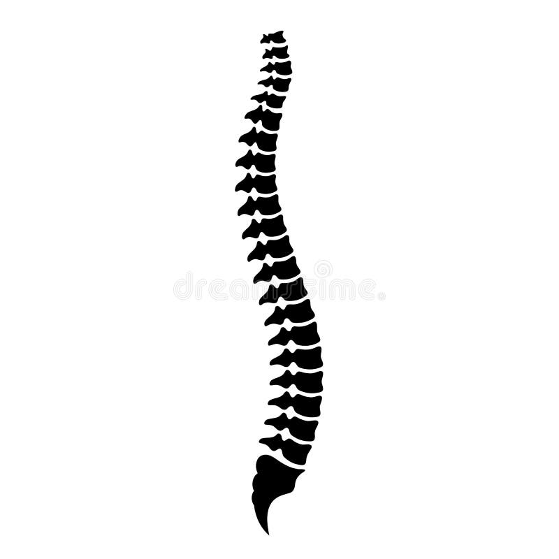 Spinal Column, Spine Vector Icon Stock Vector - Illustration of back ...