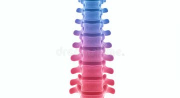 Spinal Column in Vibrant Gradient Showcasing Spine Health Anatomy Render Stock Illustration ...