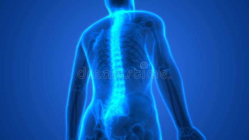 Spinal Cord Anatomy in X-ray Scan Stock Illustration - Illustration of ...
