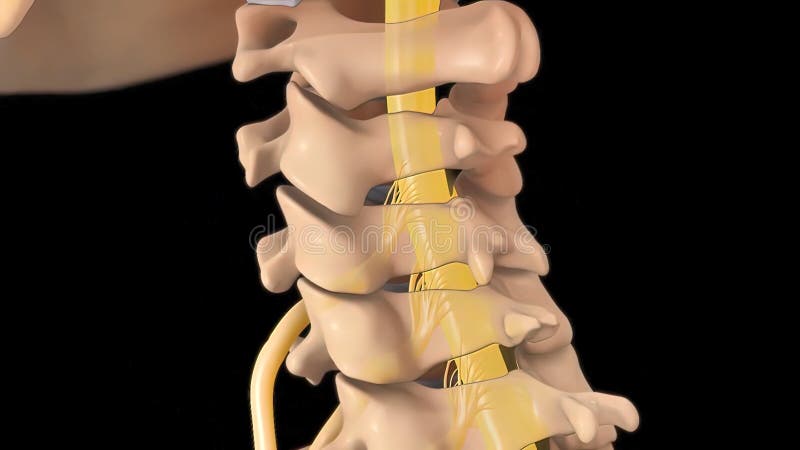 Spinal Cord 3d Medical Illustration Stock Illustration - Illustration ...