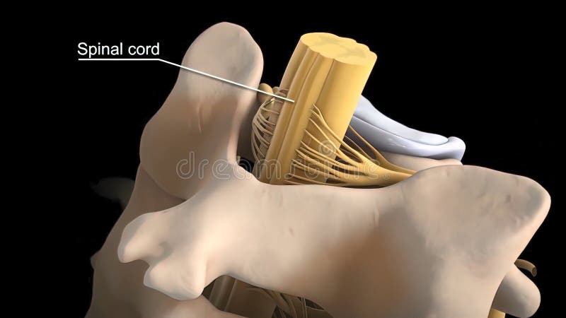 Spinal Cord 3d Medical Illustration Stock Illustration - Illustration ...