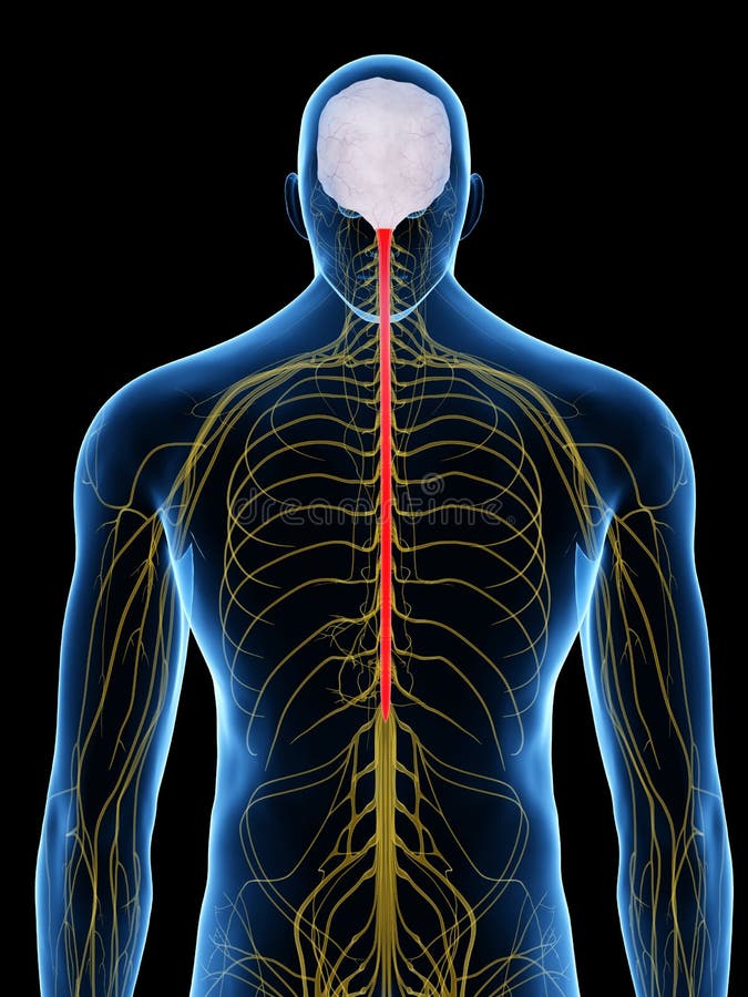 Spinal cord stock illustration. Illustration of nerve - 30722598