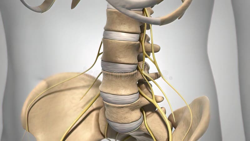 Spinal Cord, Disc and Nervous System Stock Illustration - Illustration ...
