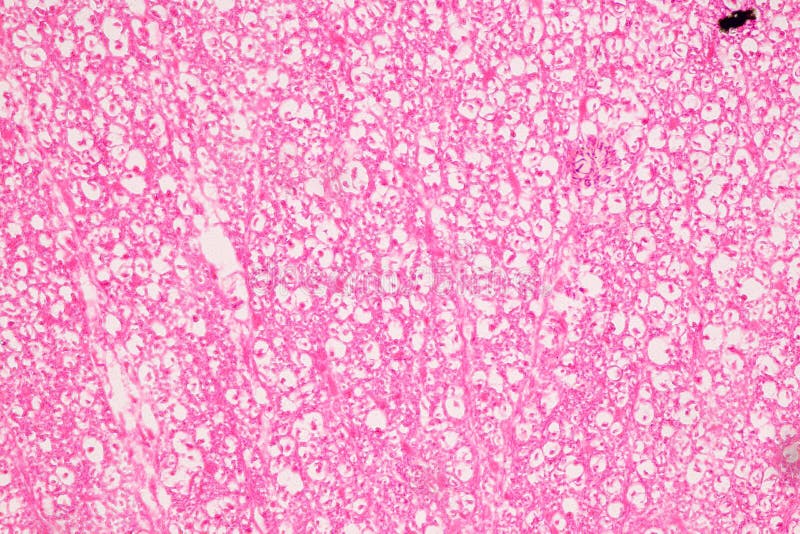 Sensory Neurons Microscope