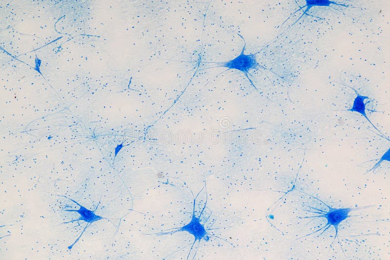 Spinal Cord and Motor Neuron Under the Microscope. Stock Image - Image ...