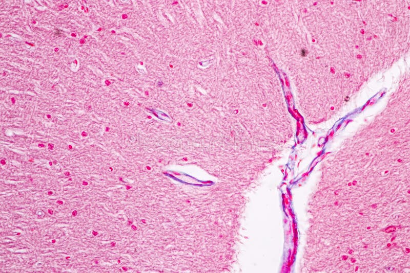 Cerebellum Histology Labeled