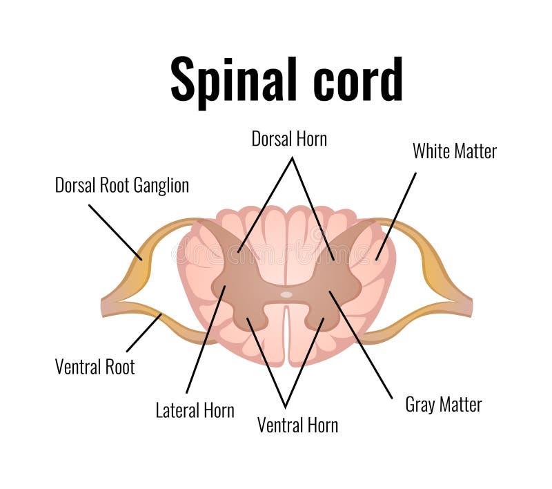 Spinal Cord Neurology Composition Stock Illustration - Illustration of ...