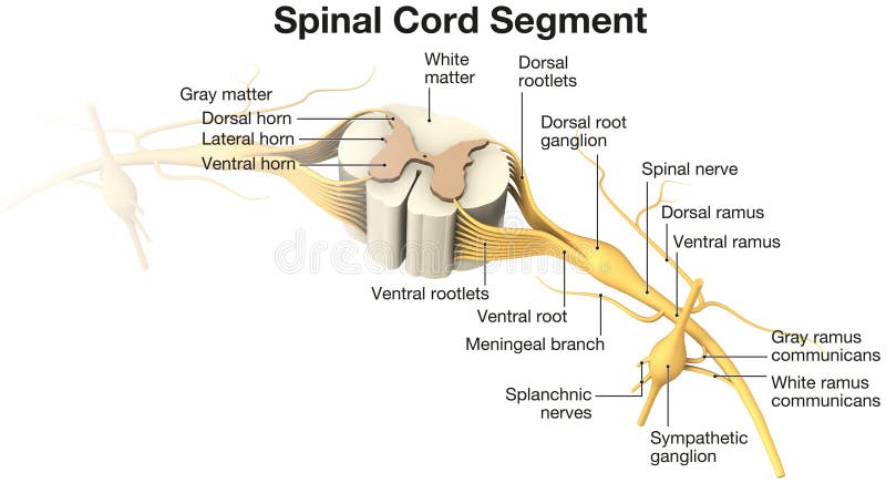 Spinal Cord Segment. Labeled 3D Illustration Stock Illustration ...