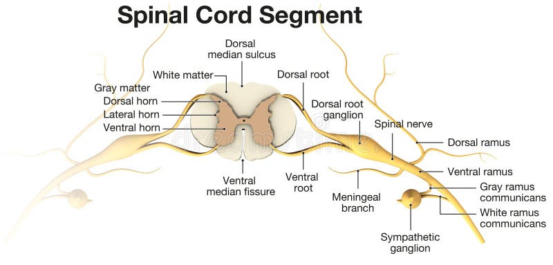 Spinal Cord Segment. Top View. Labeled 3D Illustration Stock ...