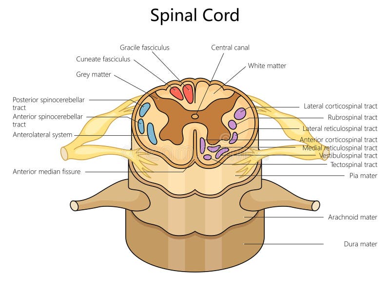 Spinal Cord Structure Diagram Medical Science Stock Vector ...