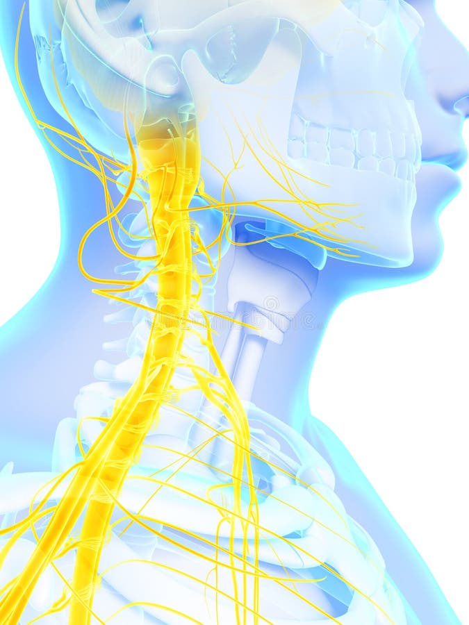 Human Spinal Cord Nerves Stock Illustrations – 1,149 Human Spinal Cord ...