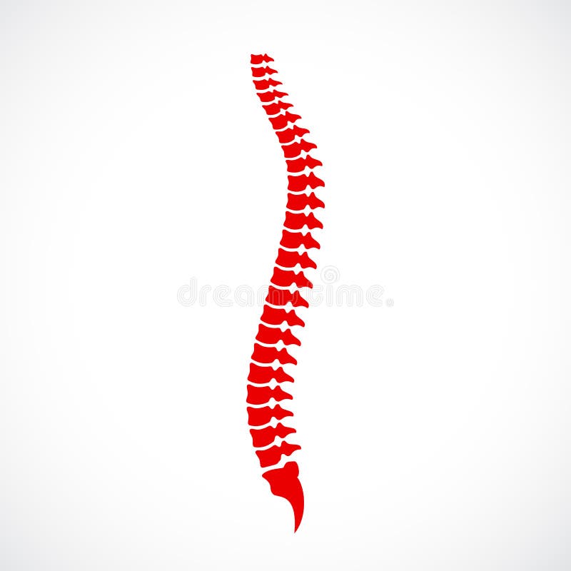 Spinal cord vector icon stock vector. Illustration of bone - 130489462