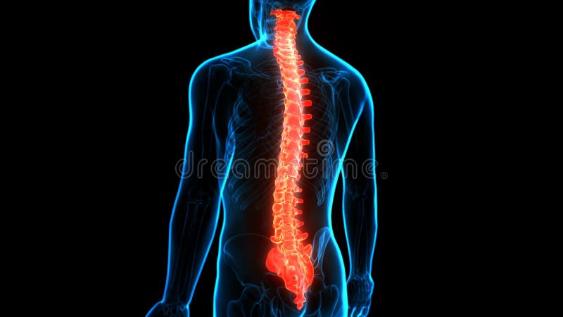 Spinal Cord Vertebral Column of Human Skeleton System Anatomy Animation ...