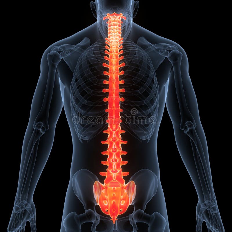 Spinal Cord Vertebral Column of Human Skeleton System Anatomy Stock ...