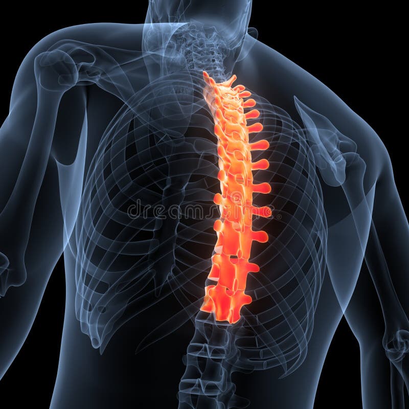 Spinal Cord Vertebral Column Thoracic Vertebrae of Human Skeleton ...