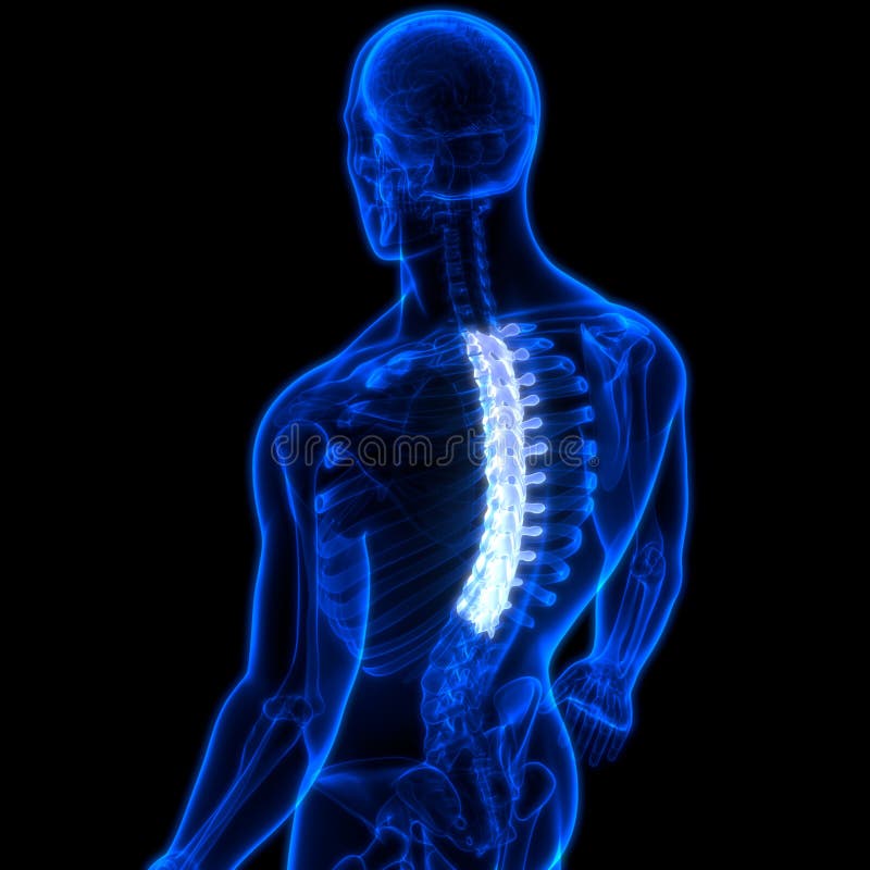 Spinal Cord Vertebral Column Thoracic Vertebrae Of Human Skeleton