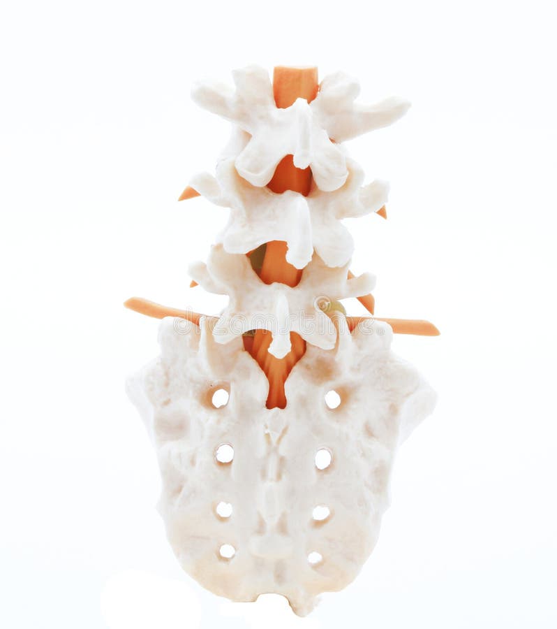 Spinal model stock image. Image of lumbo, anatomical - 14399389