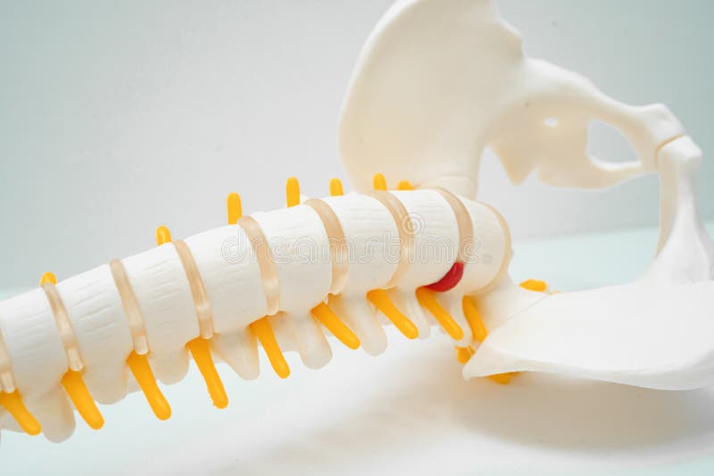 Spinal Nerve and Bone Human Model Stock Image - Image of anatomical ...