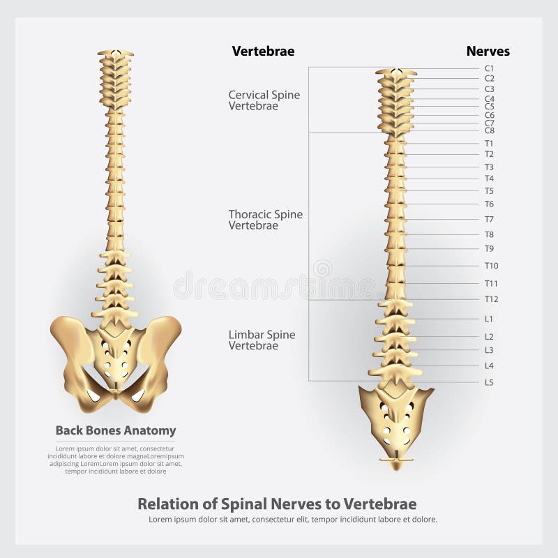 Spinal Nerves and Vertebrae Segments and Roots Stock Vector ...
