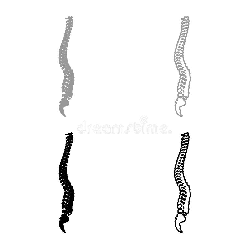 Spinal Vertebral Column Spine Backbone Set Icon Grey Black Color Vector ...