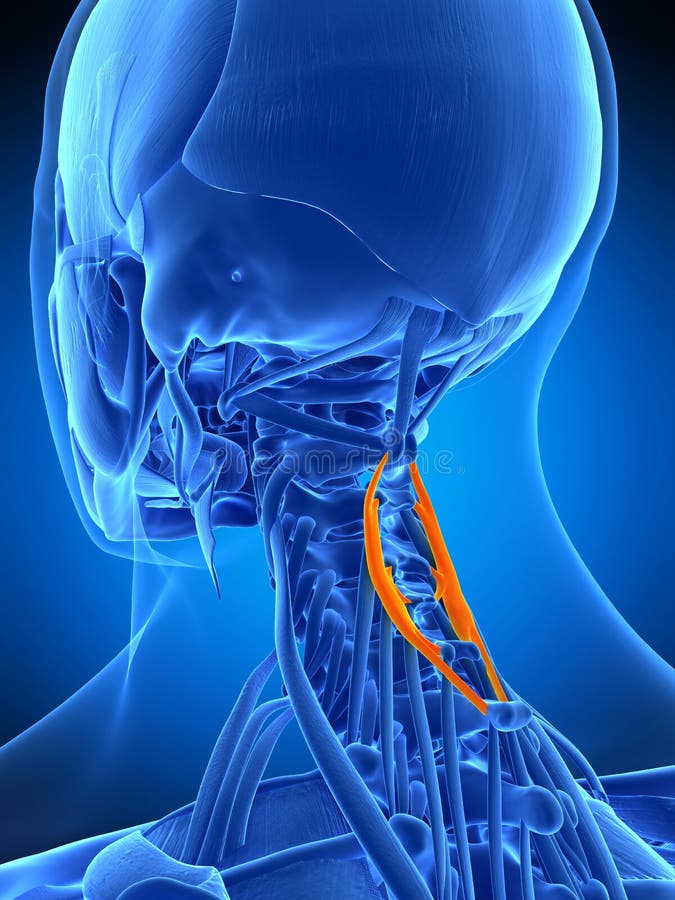 The spinalis cervicis stock illustration. Illustration of musculature ...