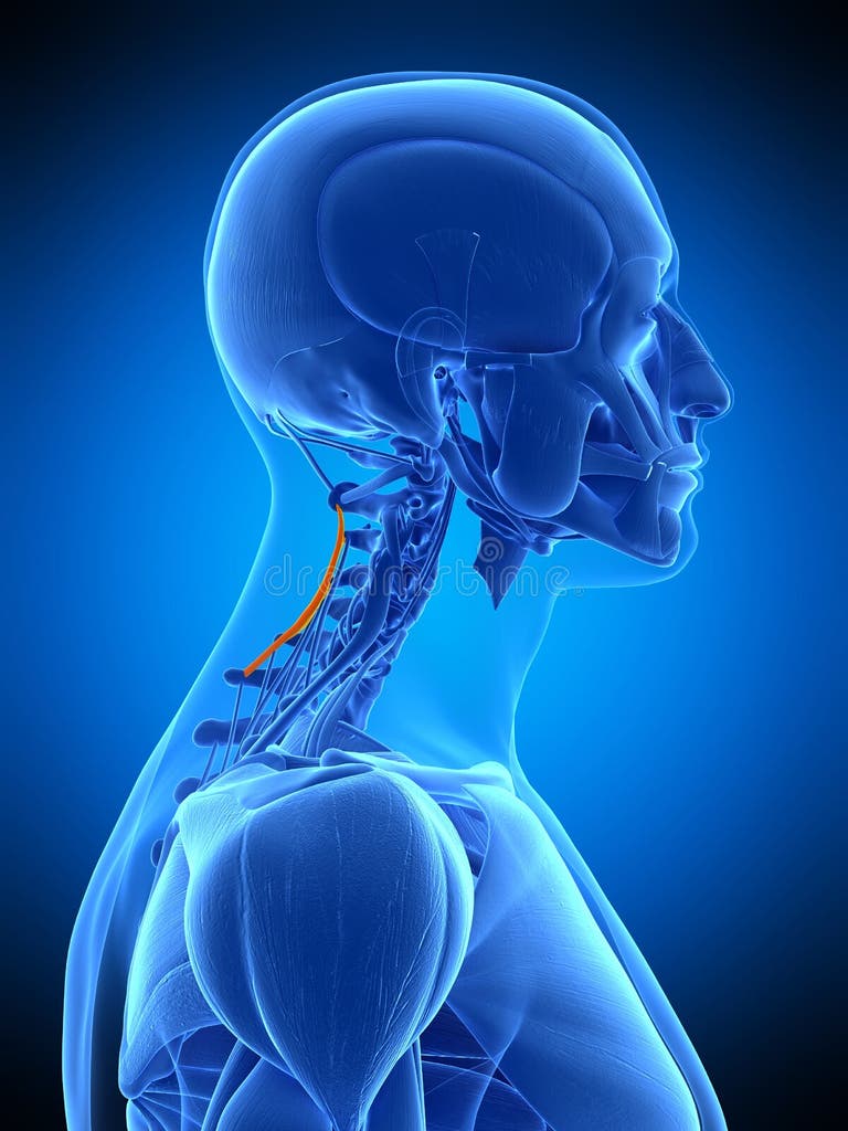 Spinalis Stock Illustrations – 481 Spinalis Stock Illustrations ...