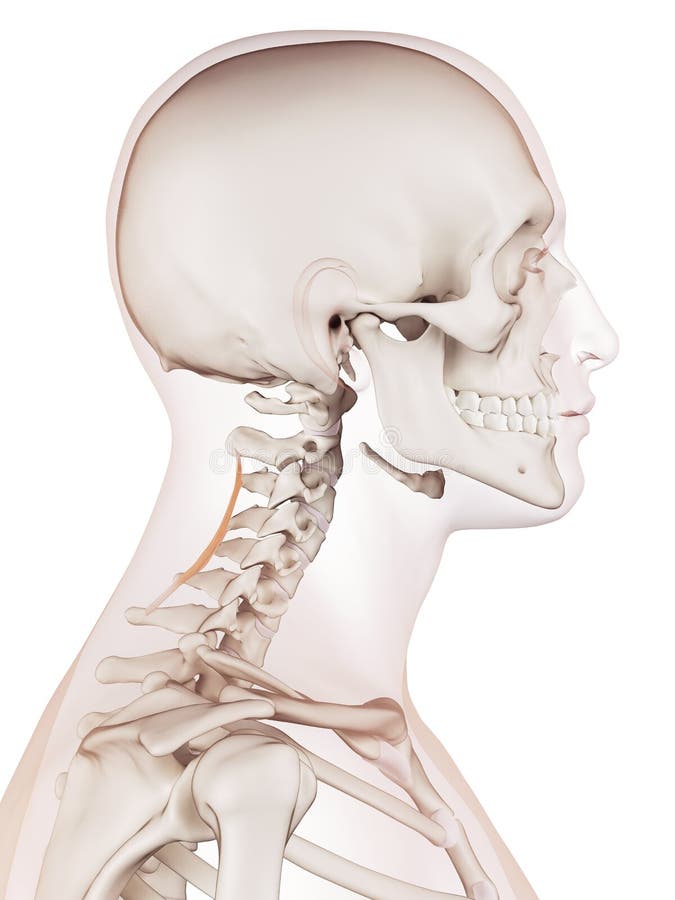 The spinalis cervicis stock illustration. Illustration of bones - 57548788