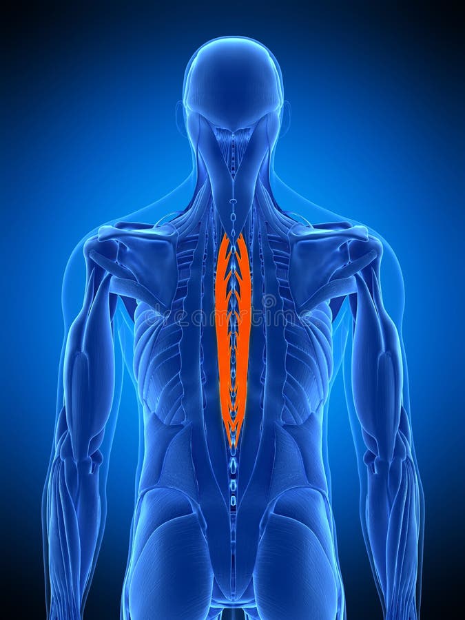 The spinalis dorsi stock illustration. Illustration of isolated - 72486809
