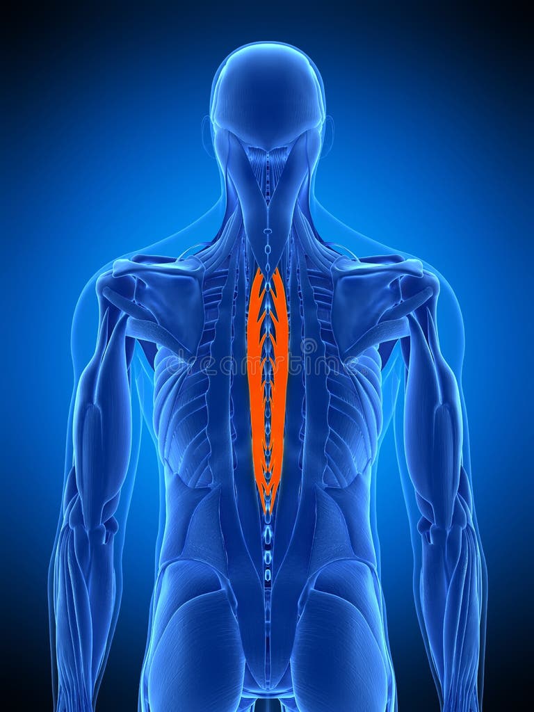 Spinalis Stock Illustrations – 481 Spinalis Stock Illustrations ...