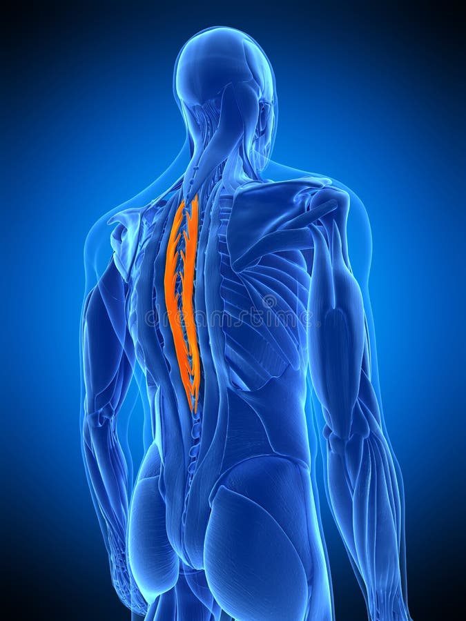 1,233,000+ Spinalis Free Stock Photos - StockFreeImages